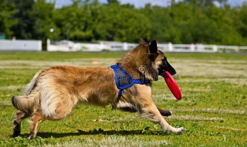 Dog Frisbee Competitions in Running Disk Stock Image - Image of mammal ...