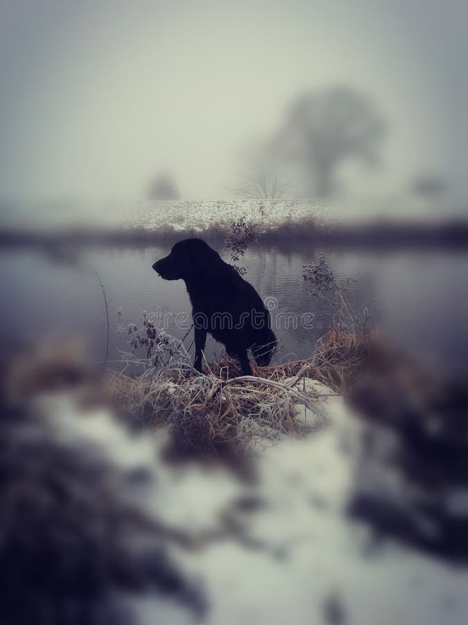 Dog in the Fog stock image. Image of white, pedigreed - 24559577