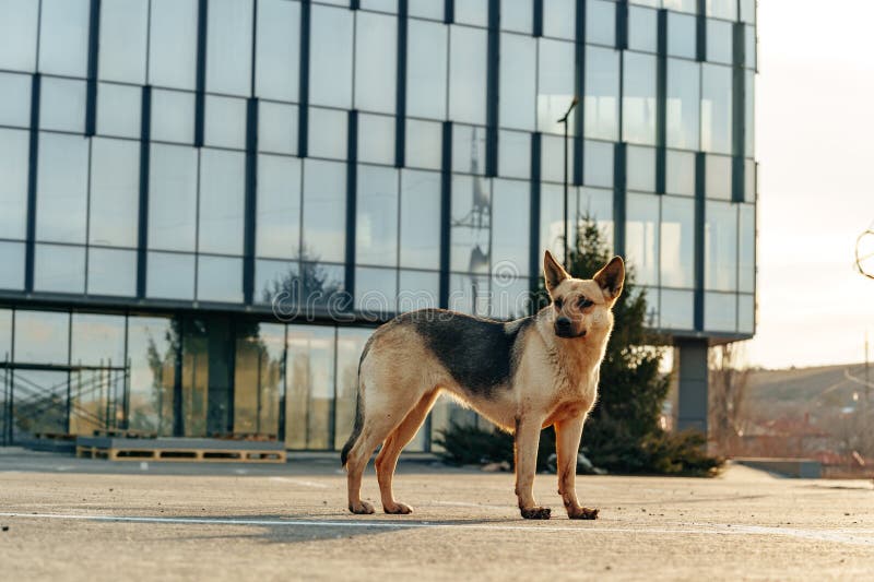 Dog in Front of a Modern Building Stock Photo - Image of friend ...