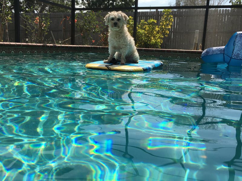 Dog Fun in the Pool stock image. Image of largo, cabbage - 87379521