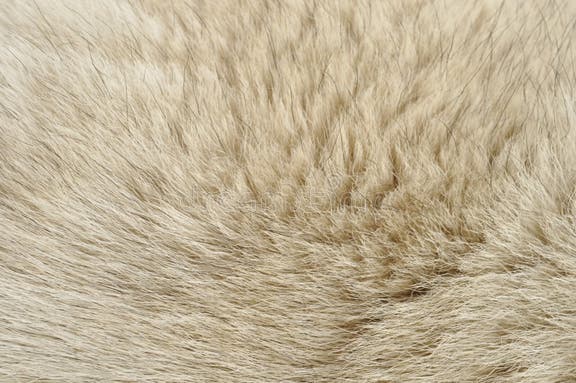 5,978 Dog Fur Texture Stock Photos - Free & Royalty-Free Stock Photos ...