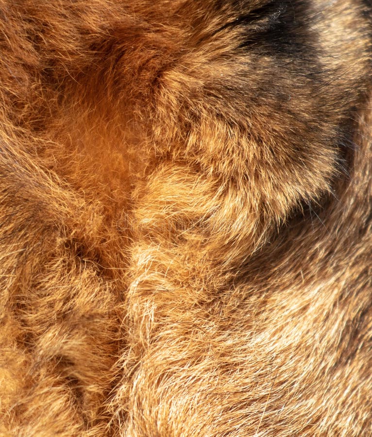 Dog Fur As a Background. Texture of a Dog S Fur Stock Image - Image of ...