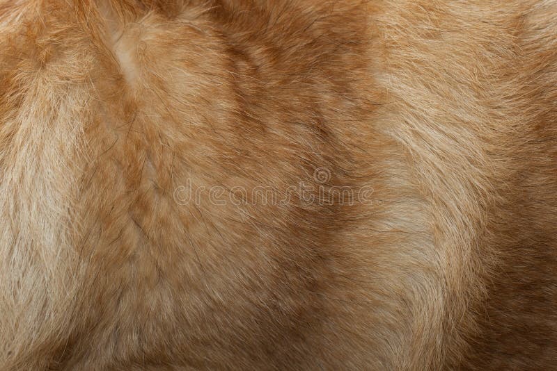 Dog Fur stock photo. Image of close, hairy, fuzz, animal - 49048324
