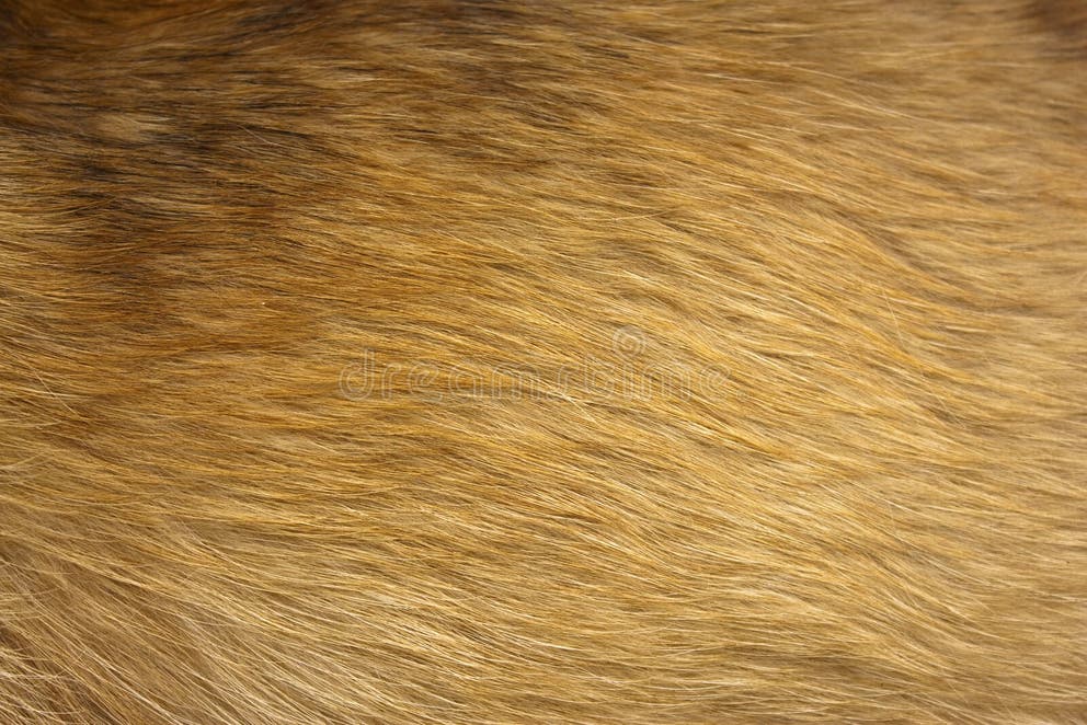 Dog fur close up stock photo. Image of texture, hair - 14825204