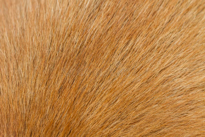 Dog fur texture stock photo. Image of hairy, hair, natural - 34923604