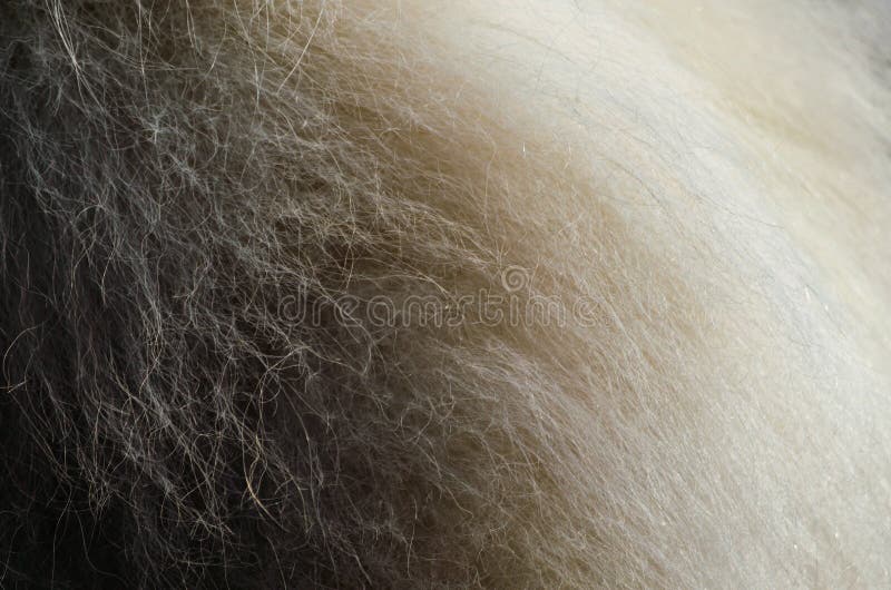Dog fur detail close up stock photo. Image of care, pattern - 197495362