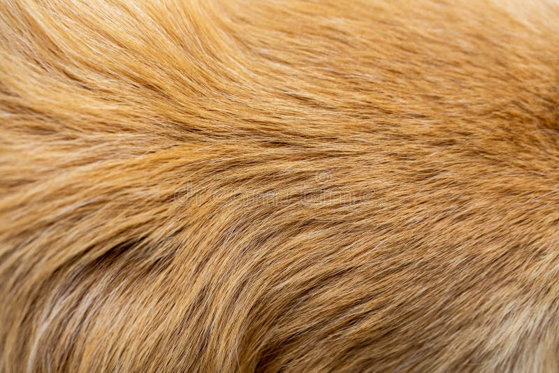 Dog Fur Texture Background Yellow Labrador Retriever Stock Photo ...