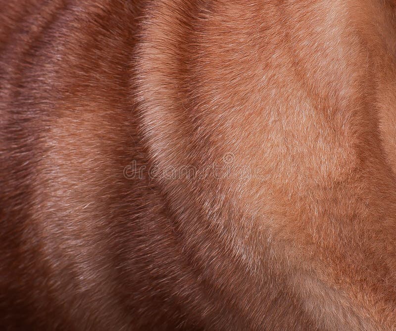 Dog Fur Texture Stock Photos - Download 2,017 Royalty Free Photos