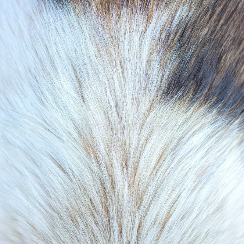 Dog Fur Texture Stock Photos - Download 2,017 Royalty Free Photos