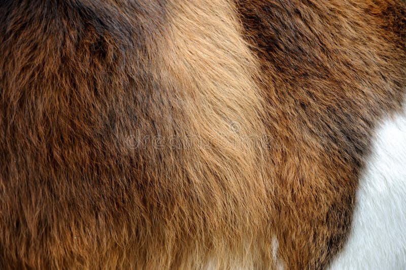 Dog fur textures stock image. Image of brown, close, color - 74791129
