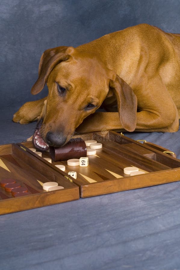 Dog on game stock photo. Image of dogs, doggy, hounds - 7103084