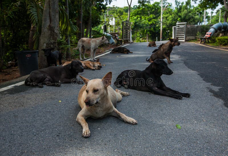 Dog Gang stock image. Image of tree, walking, green, unhappy - 31159399