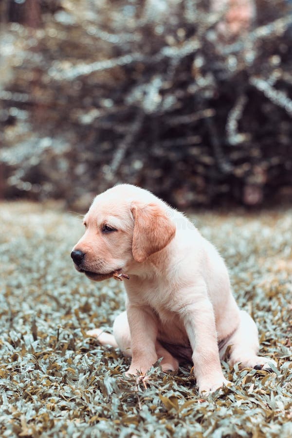 Dog in a Garden stock photo. Image of garden, pets, labs - 169129746