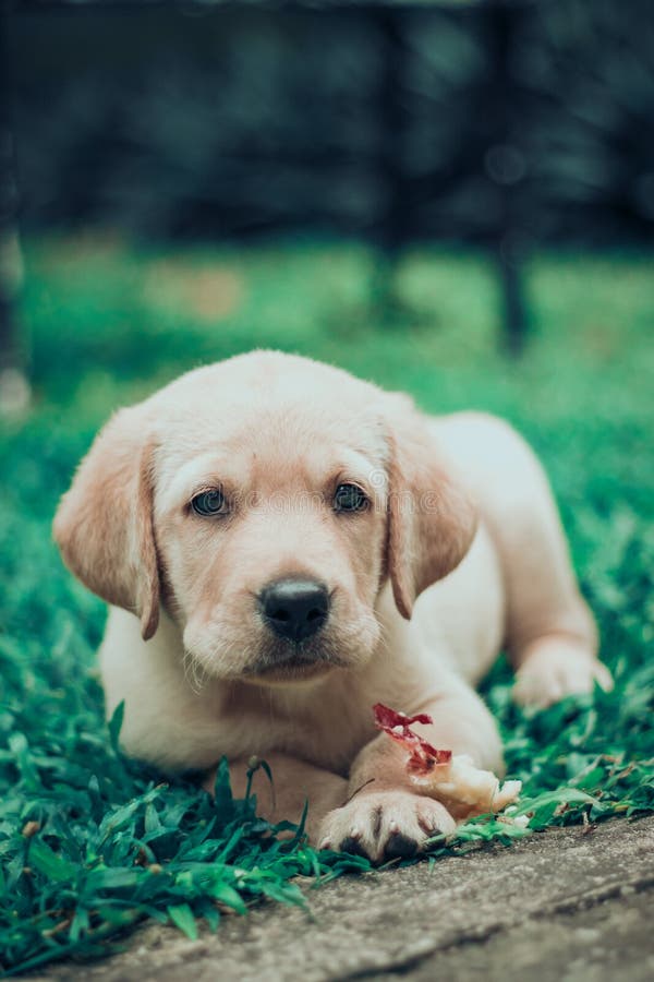 Dog in a Garden stock photo. Image of labs, garden, puppy - 169129966