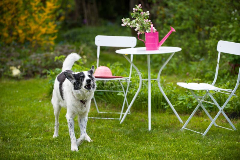 Dog in a garden stock image. Image of rest, barking, flowers - 30874493