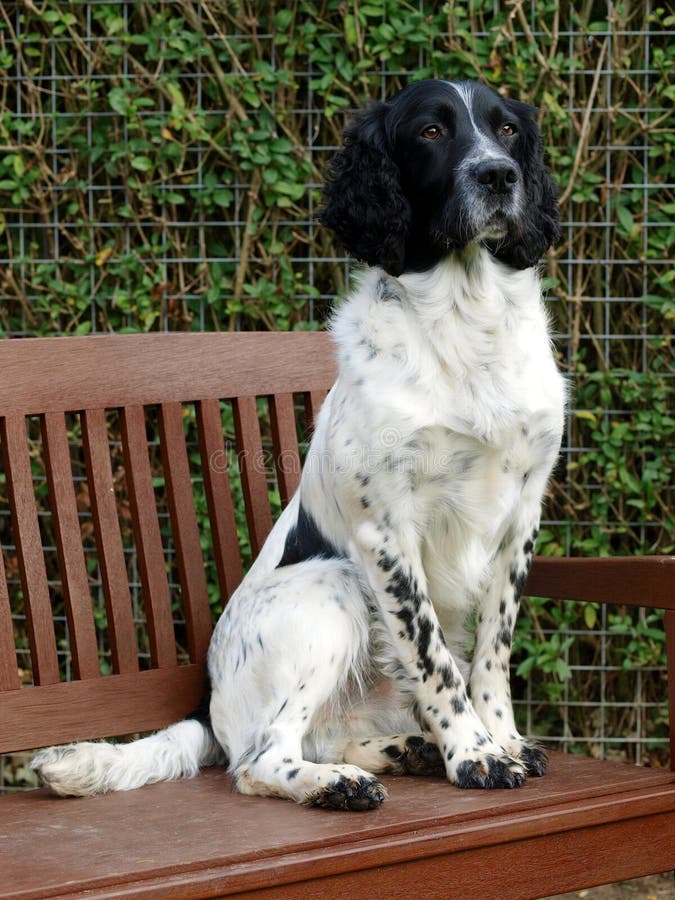 Springer Spaniel on Bench stock photo. Image of adorable - 1031490