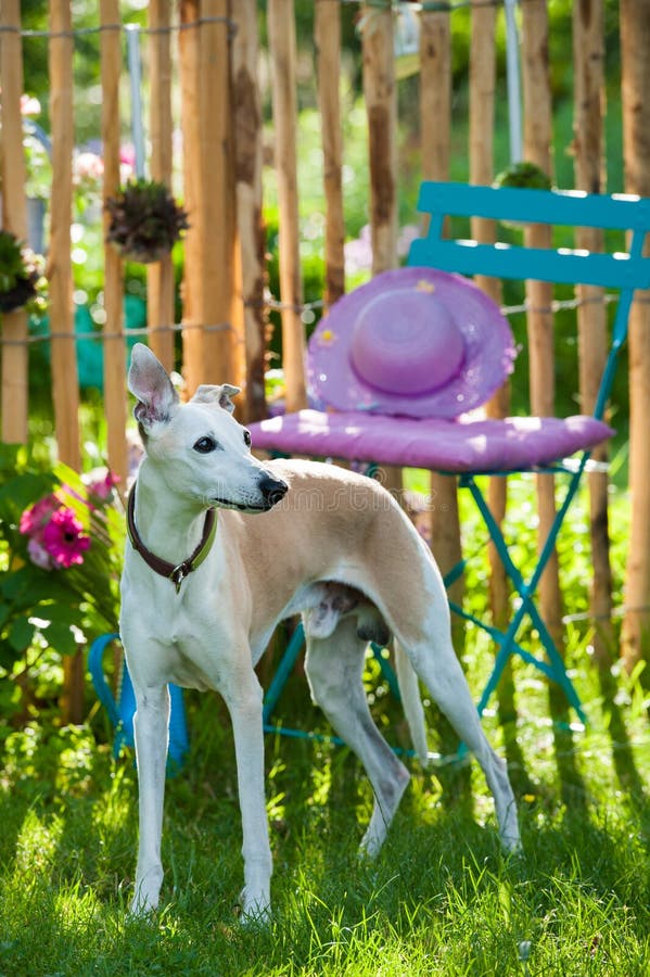 Dog in the garden stock photo. Image of straw, whippet - 43355468
