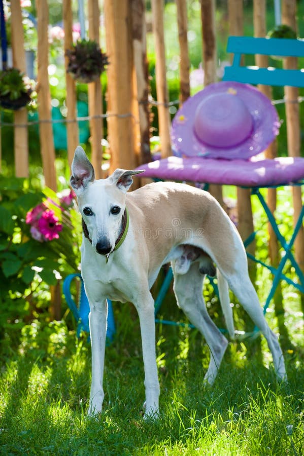 Dog in the garden stock photo. Image of garden, chair - 43355474