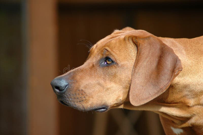 Dog gazing stock photo. Image of canines, doggies, canine - 3528908