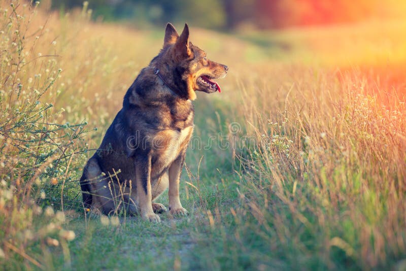 Dog gazing sunset stock photo. Image of look, puppy, outdoor - 75071300