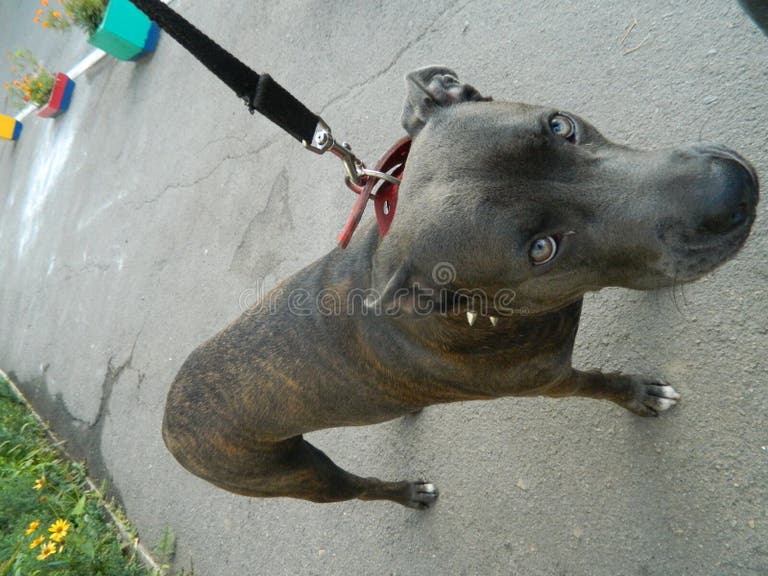 195 Gerda Rothschild Stock Photos - Free & Royalty-Free Stock Photos ...