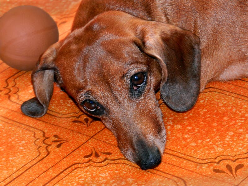 169 German Badger Dog Stock Photos - Free & Royalty-Free Stock Photos ...