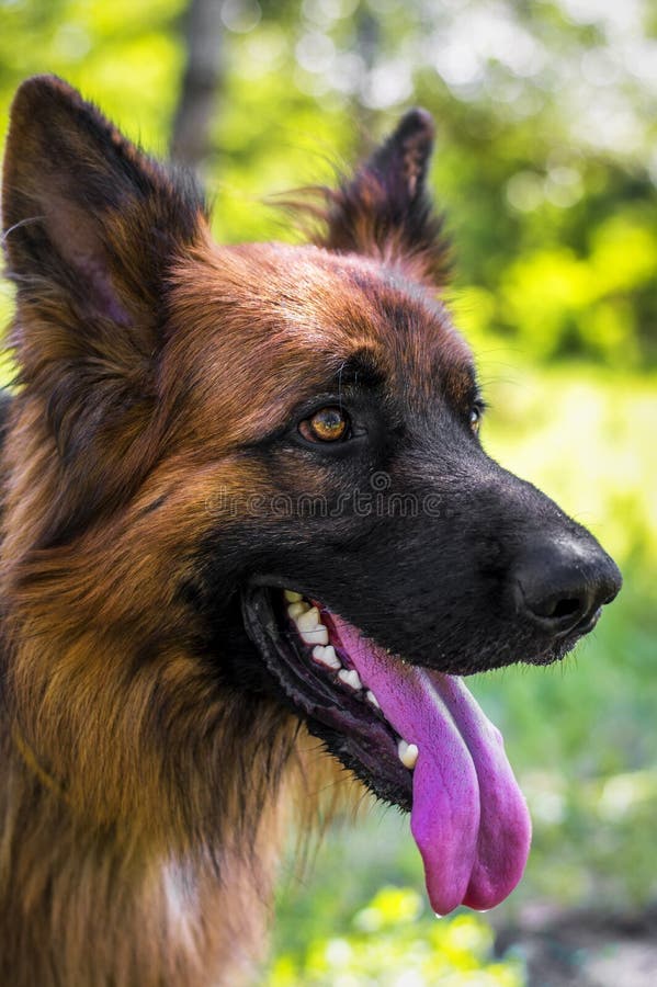 Dog German Shepherd Closeup Stock Photo - Image of cute, black: 73009698