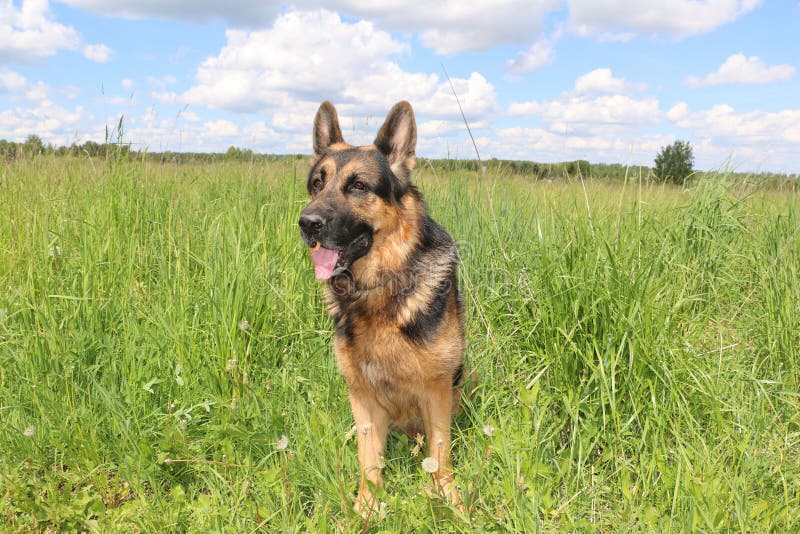 Dog German Shepherd on the Field Stock Photo - Image of independence ...