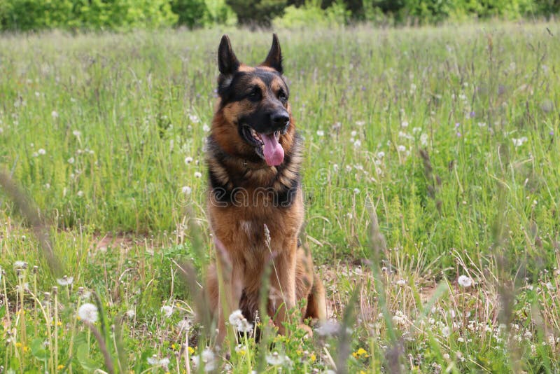 Dog German Shepherd on the Field Stock Image - Image of confidence ...