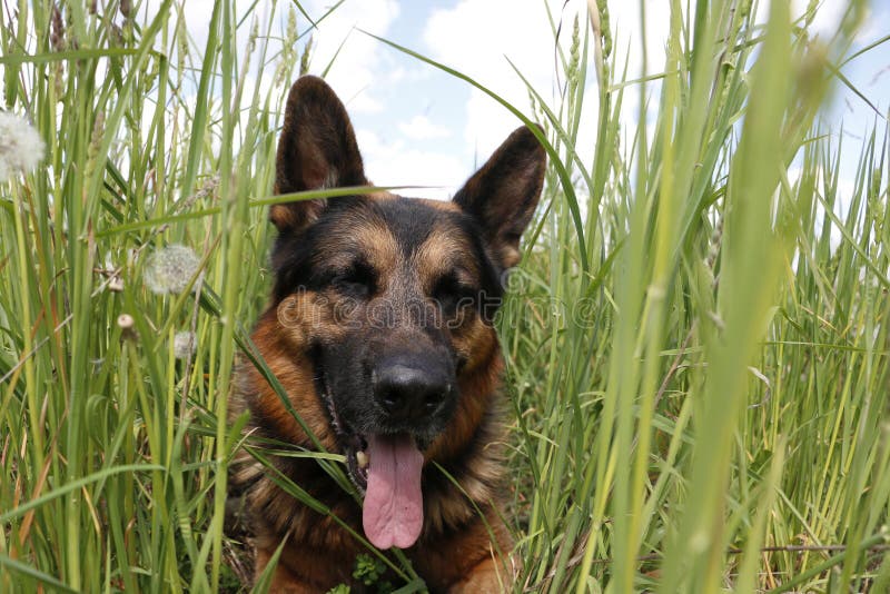 Dog German Shepherd on the Field Stock Image - Image of practice ...