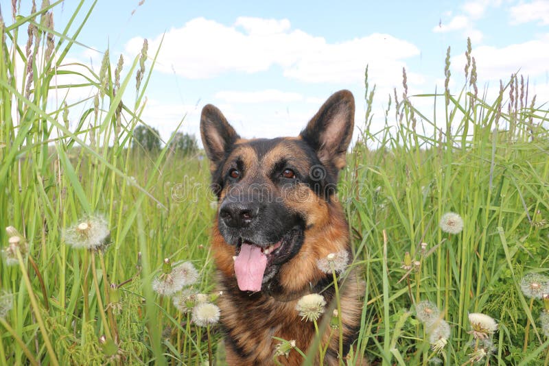 Dog German Shepherd on the Field Stock Image - Image of play, glass ...