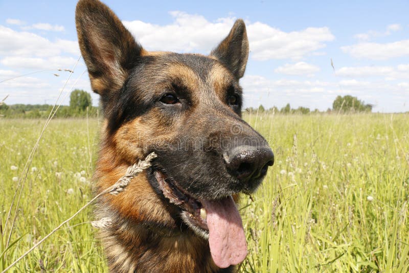Dog German Shepherd on the Field Stock Photo - Image of independence ...