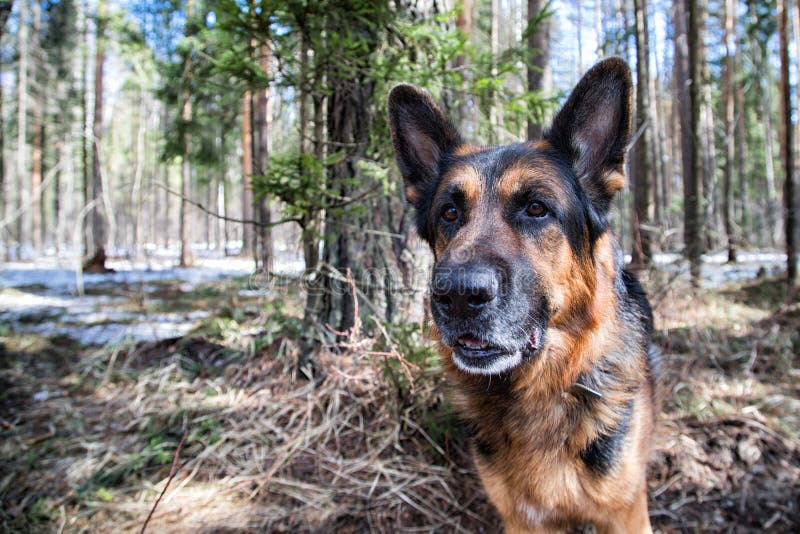 Dog German Shepherd in the Forest in an Early Spring Stock Photo ...