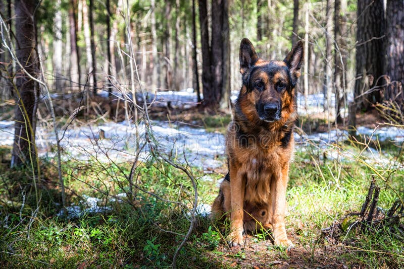 Dog German Shepherd in the Forest in an Early Spring Stock Image ...