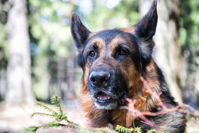 Dog German Shepherd in the Forest in an Early Spring Stock Photo ...
