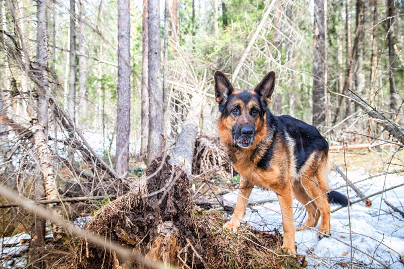 Dog German Shepherd in the Forest in an Early Spring Stock Photo ...