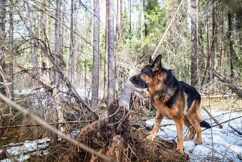 Dog German Shepherd in the Forest in an Early Spring Stock Photo ...