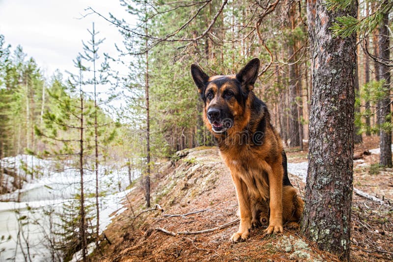 Dog German Shepherd in the Forest in an Early Spring Stock Image ...