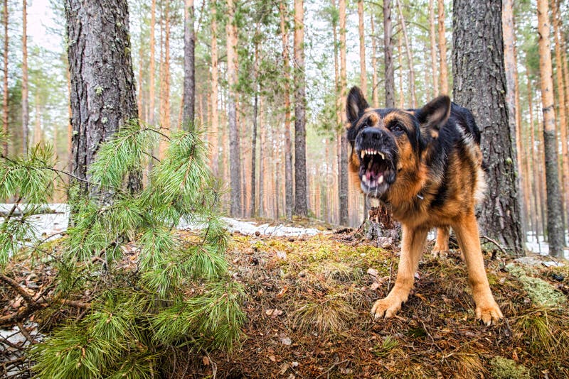 Dog German Shepherd in the Forest in an Early Spring Stock Image ...