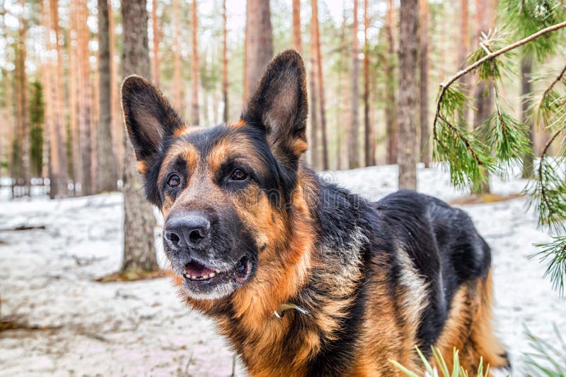 Dog German Shepherd in the Forest in an Early Spring Stock Photo ...