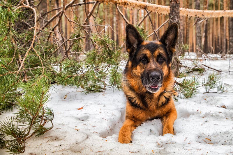 Dog German Shepherd in the Forest in an Early Spring Stock Image ...