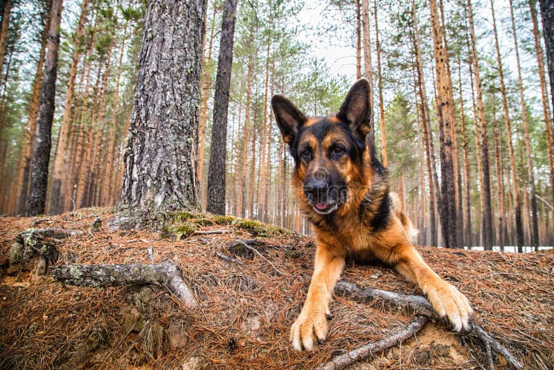 Dog German Shepherd in the Forest in an Early Spring Stock Photo ...