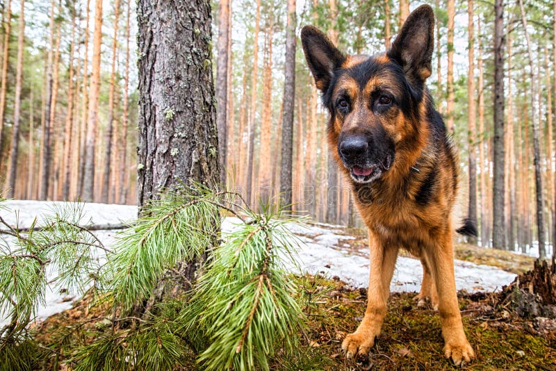 Dog German Shepherd in the Forest in an Early Spring Stock Photo ...
