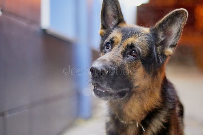 Dog German Shepherd Outdoors in a Dark Night Stock Image - Image of ...