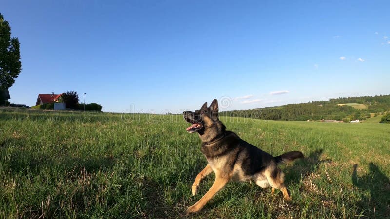 Dog German Shepherd Play and Catch a Ball Toy in Slow Motion Stock ...