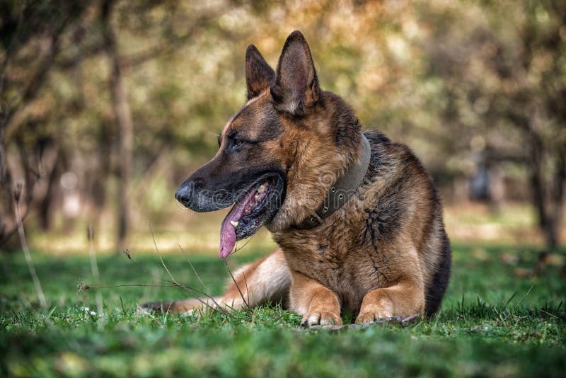 German Shepherd Alsatian Police Dog Stock Photo - Image of colored ...