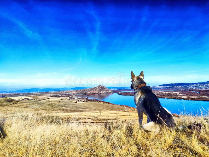Dog German Shepherd. Russian Eastern European Dog Veo Stock Photo ...