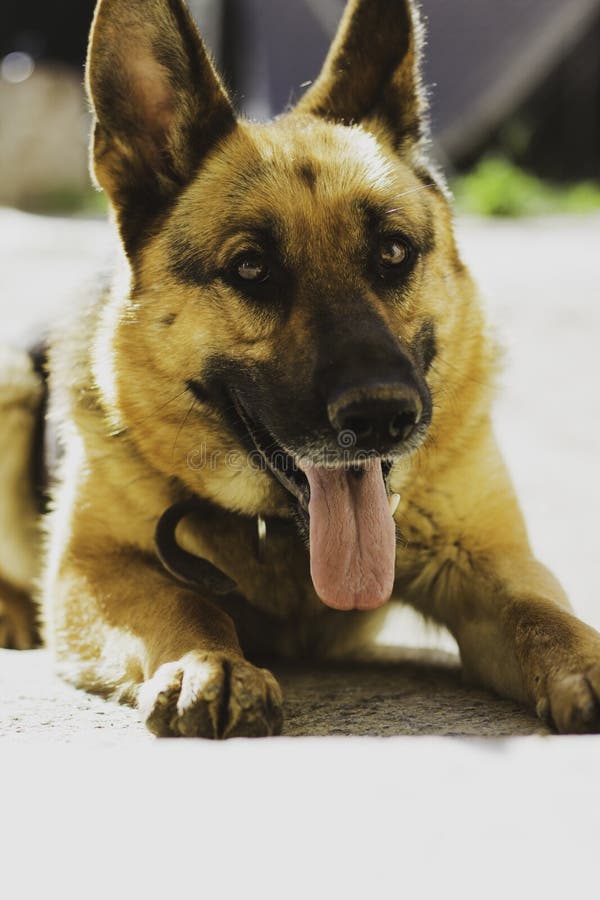 Dog German shepherd stock photo. Image of canino, groovy - 183832854