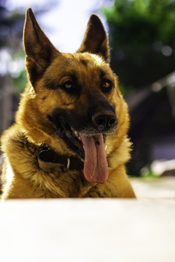Dog German shepherd stock image. Image of cute, portrait - 183832941