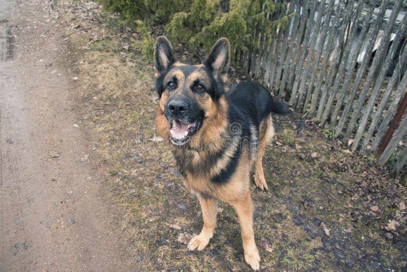 Dog German Shepherd in a Spring Day Stock Photo - Image of angry ...